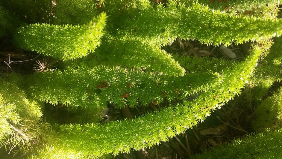 Asparagus densiflorus 'Meyersii' - אספרג צפוף-פרחים 'מיירס' | Ramat Hanadiv