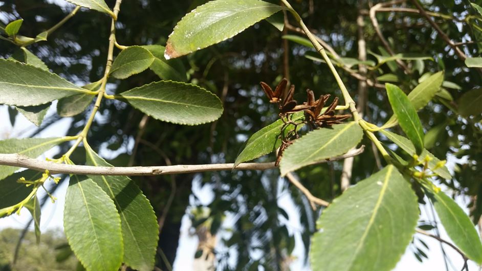 Catha edulis - קת נאכלת, Arabian-tea, miraa, Ghat, Khat, Qat | Ramat ...