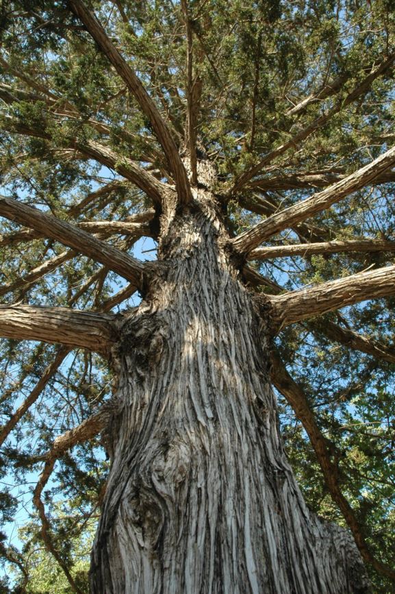 Juniperus virginiana - ערער וירג'יני, Eastern Red Cedar, Silver Cedar ...