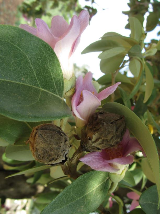 Lagunaria patersonii - לגונרית פטרסון, Northfolk Island Hybiscus, Cow ...