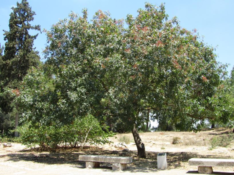 Pistacia atlantica - אלה אטלנטית, Mount Atlas Pistache, Mount Atlas ...