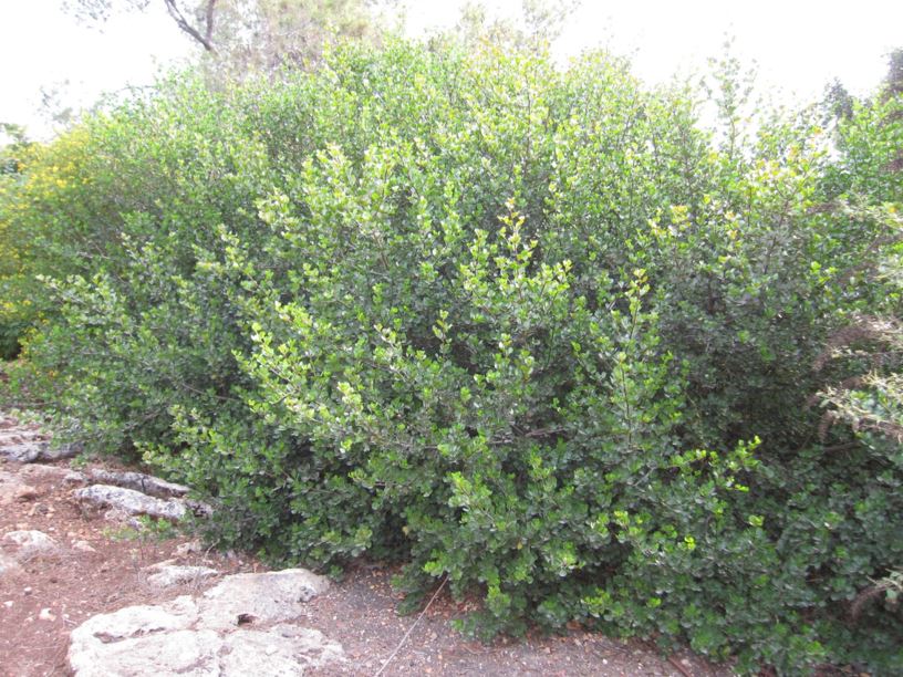 Rhus glauca - אוג מכחיל, gray-green taaibos | Ramat Hanadiv