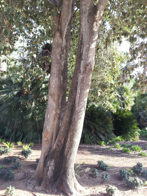 Lagunaria patersonii - לגונרית פטרסון, Northfolk Island Hybiscus, Cow ...